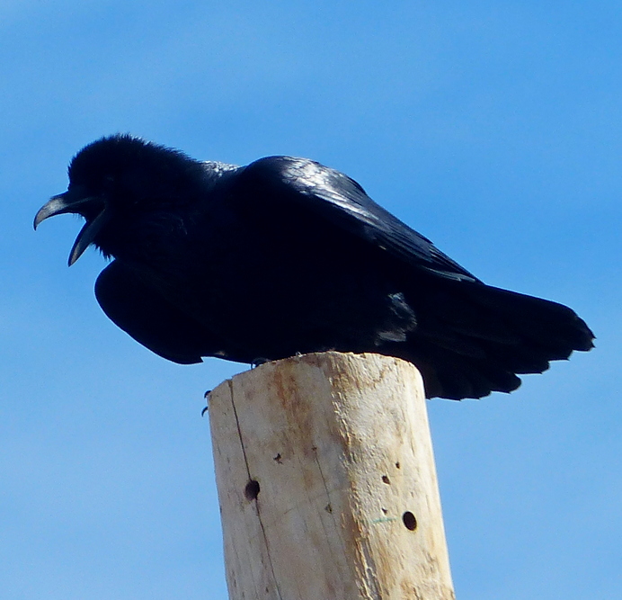 Jeanne's Weblog – Over mezelf en andere dieren